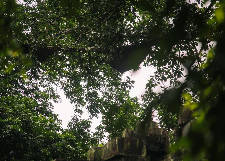 Ta Prohm Temple Where Nature and History Embrace - Get Cambodia Trip
